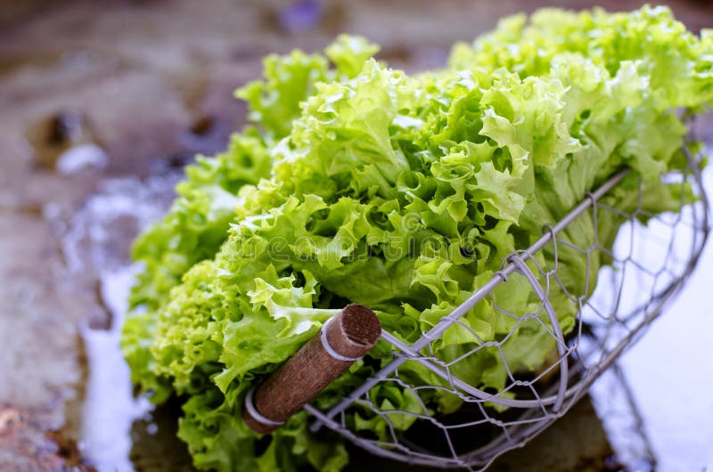 Red Leaf Lolo Rosso Lettuce Stock Image - Image of white, healthy: 33644317