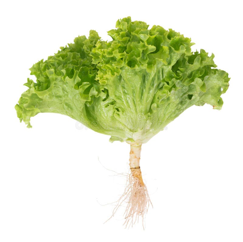 Fresh Green Lettuce With Root Stock Photo - Image of soil, vibrant ...