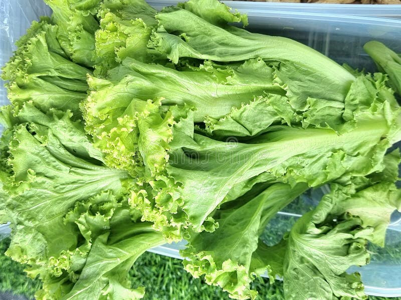 Fresh Green Lettuce. it S in a Plastic Box that Just Came Out of the ...