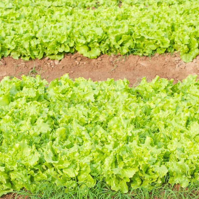 Fresh green lettuce stock photo. Image of nutrition, summer - 38727084