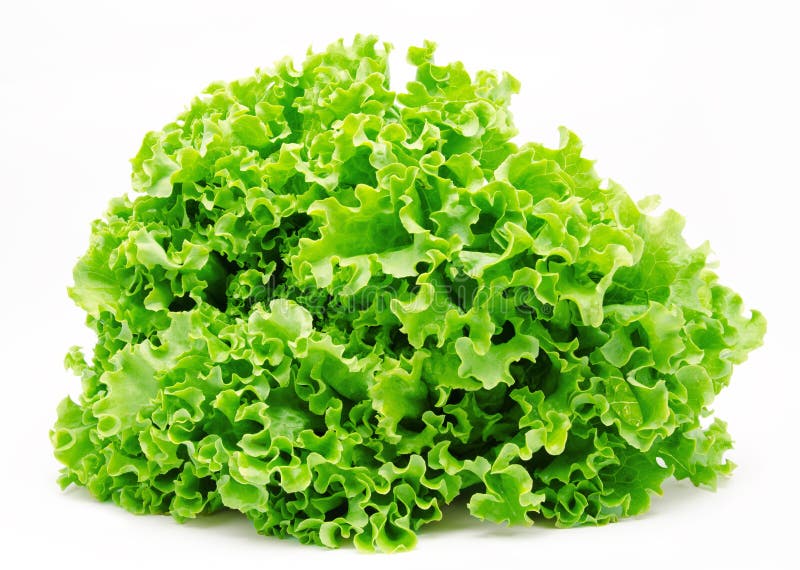 Fresh green lettuce stock photo. Image of appetizer, saturated - 31539646