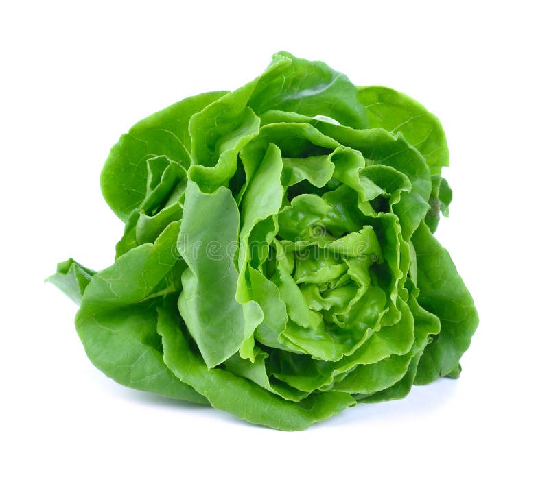 Fresh green lettuce stock photo. Image of botany, ingredient - 54878582
