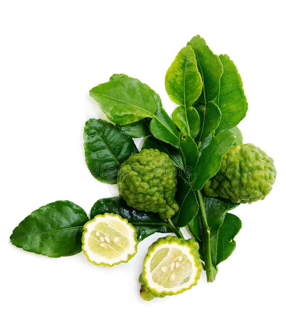 Fresh green lime. Kafir stock photo. Image of tropical - 31158076