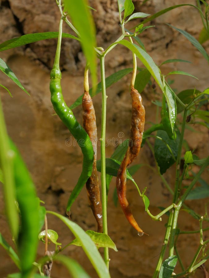 Fresh Green Curly Chilli and Rotten Curly Chilies on the Tree Stock ...