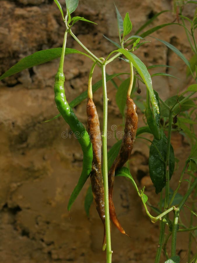 Fresh Green Curly Chilli and Rotten Curly Chilies on the Tree Stock ...