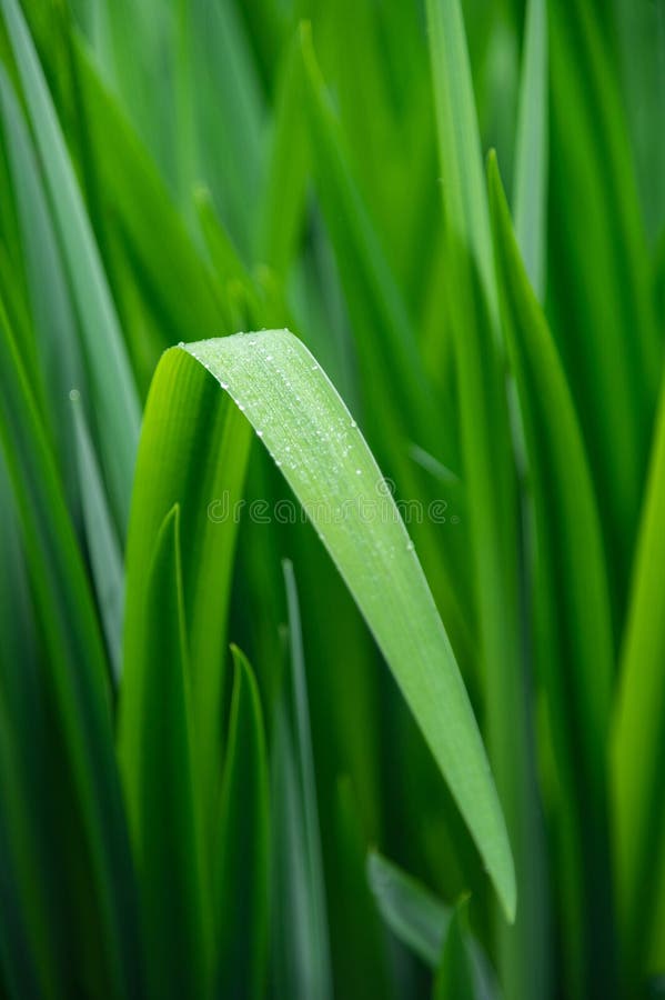 Fresh Green Linear Leaf after Rain Stock Photo - Image of land ...