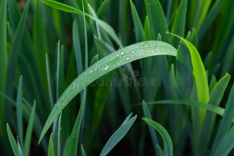 Fresh Green Linear Leaf after Rain Stock Photo - Image of line, grass ...