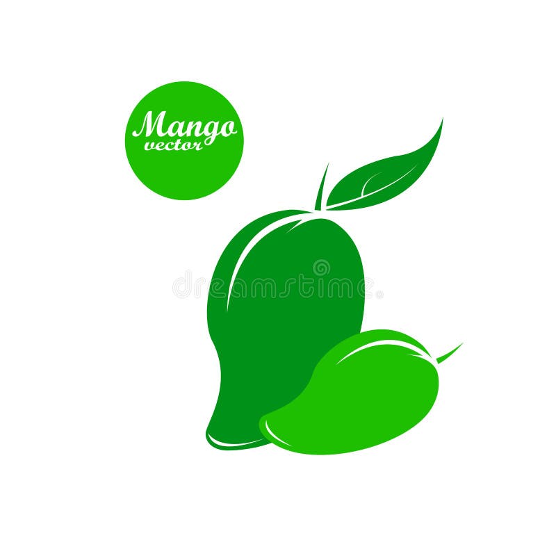 Fresh green mango stock vector. Illustration of organic - 88012236