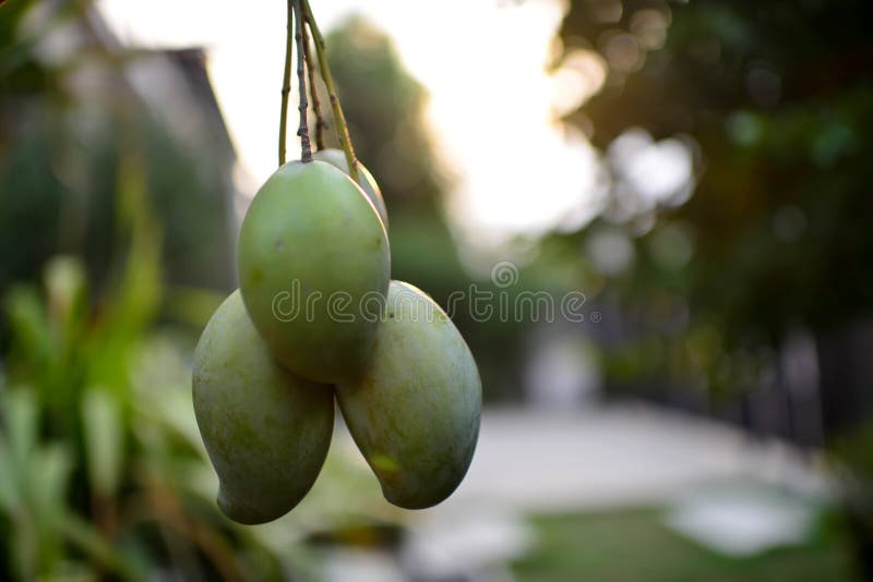 766 Sunset Mango Stock Photos - Free & Royalty-Free Stock Photos from ...