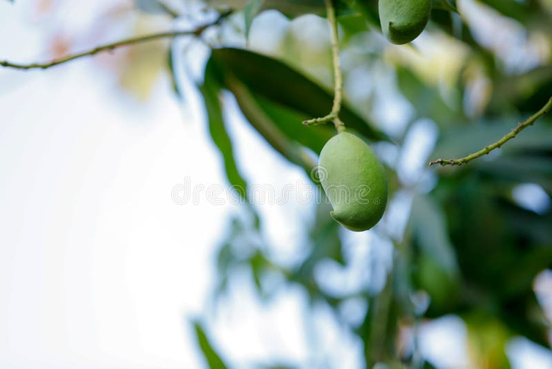 Fresh Green Chickpeas Field , Chick Peas Also Known As Harbara Or ...