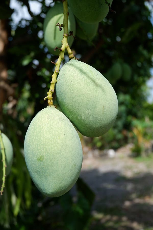 Fresh Green Mango Hanging on the Tree Stock Photo - Image of mangos ...