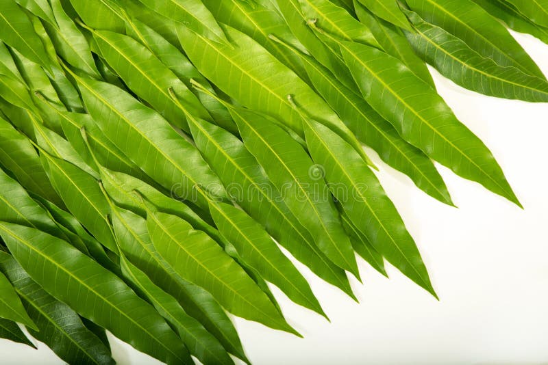 Top View Mango of Leaves from Tree on Left Corner White Background ...