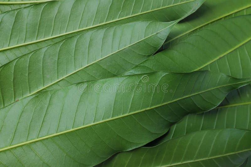 Fresh Green Mango Leaf Texture for Background.mango Tree from Thailand ...