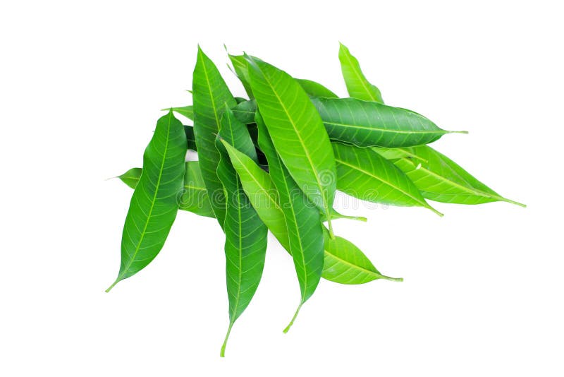 Fresh green mango leaf stock image. Image of botanical - 104893481