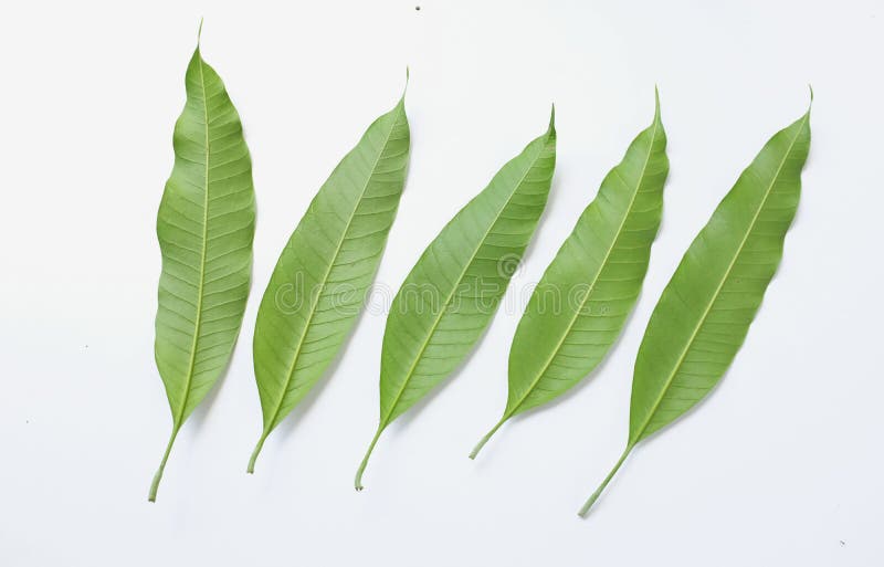 Mango Lea Stock Photos - Free & Royalty-Free Stock Photos from Dreamstime