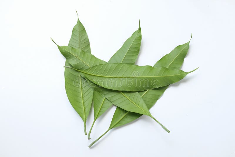 Fresh Green Mango Leaves,leaf Isolate on White Background. Concept of ...