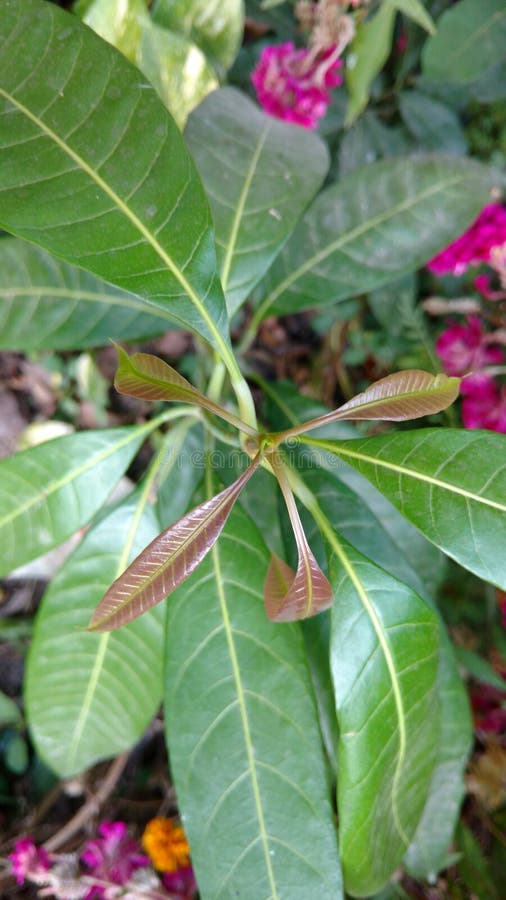 Sapling of mango stock photo. Image of branch, tree - 128868922