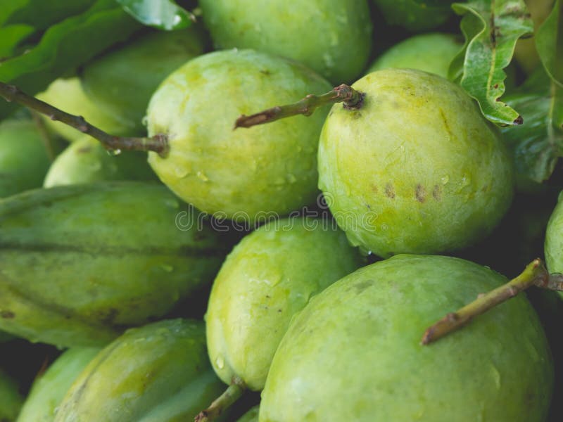 Fresh green mangoes. stock photo. Image of mango, diet - 81877548