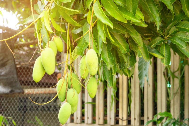 2,049 Indian Green Mangoes Stock Photos - Free & Royalty-Free Stock ...