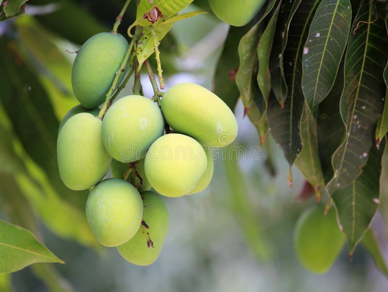 Fresh green mangoes stock image. Image of green, heavy - 39896819