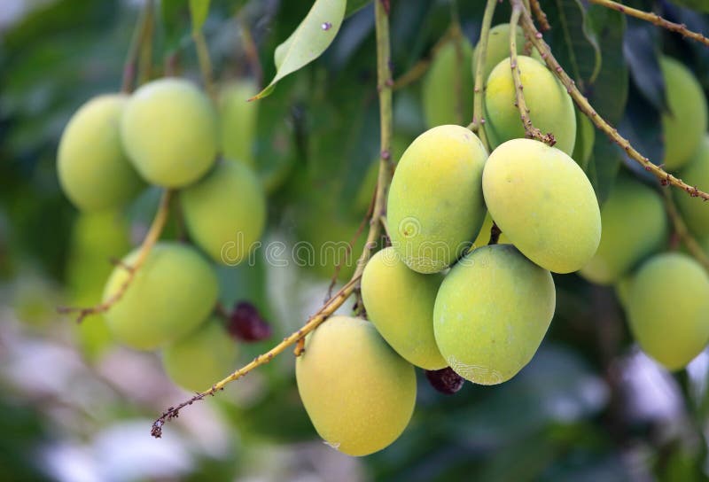 Fresh green mangoes stock photo. Image of heavy, garden - 39896926