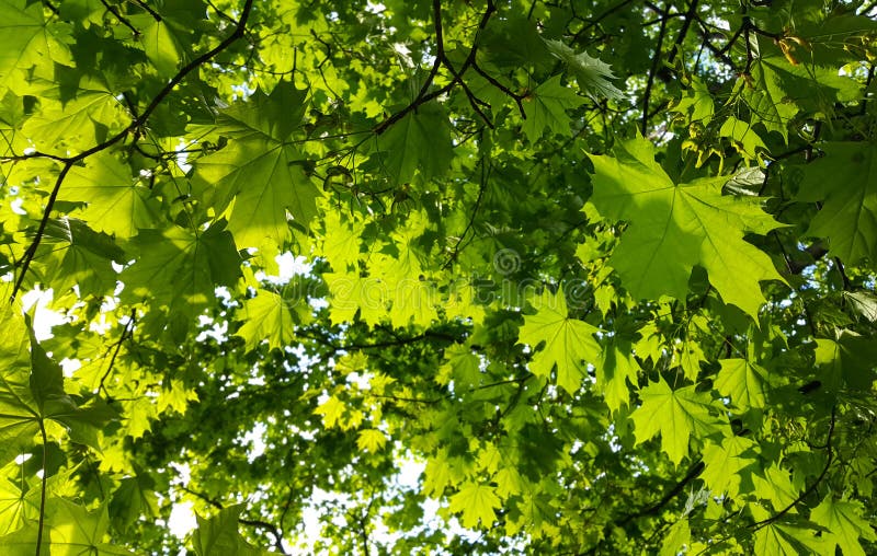 Fresh Green Maple Foliage Illuminated by Sunlight Stock Image - Image ...