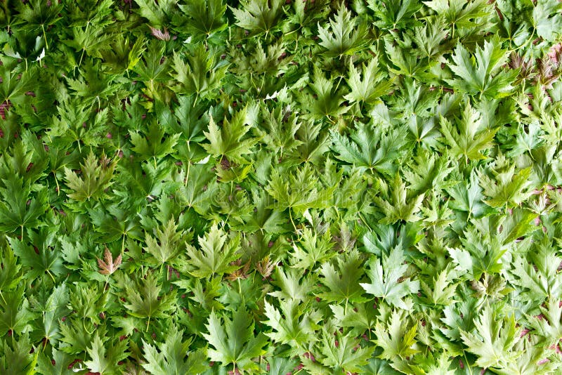 Fresh Green Maple Leaf Full Frame Texture Stock Image - Image of frame ...