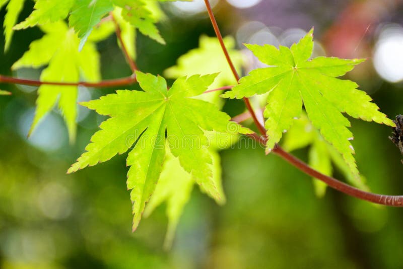 Fresh Green Maple Leaves Background. Stock Image - Image of forest ...