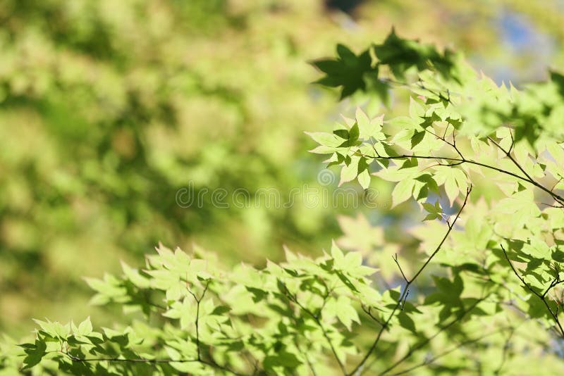 Fresh Green Maple Leaves on the Branch with Daylight Stock Photo ...