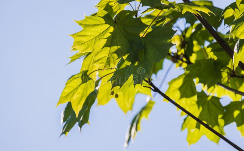 Fresh Green Maple Leaves and Buds are on the Blue Sky Background Stock ...