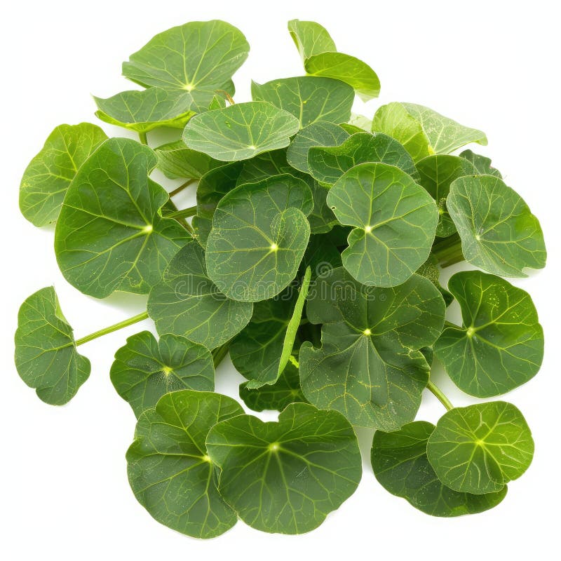 Fresh Green Marsh Pennywort Leaves Isolated on White Background Stock ...