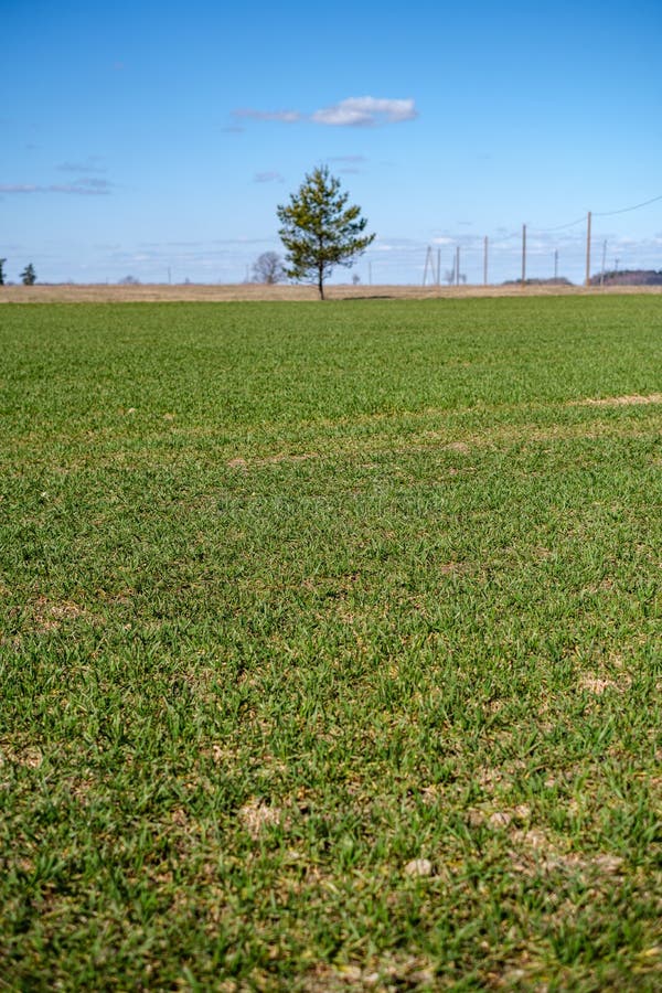 Fresh Green Meadow Fieldswith Grass Pattern in Wet Summer Stock Photo ...