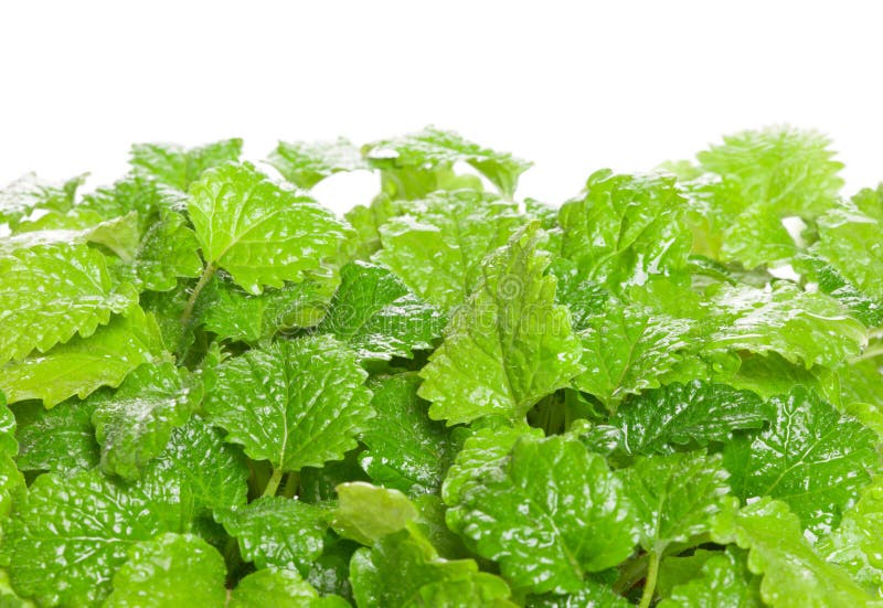 Fresh Green Zaatar (zatar, Zatr) Stock Photo - Image of color, culture ...