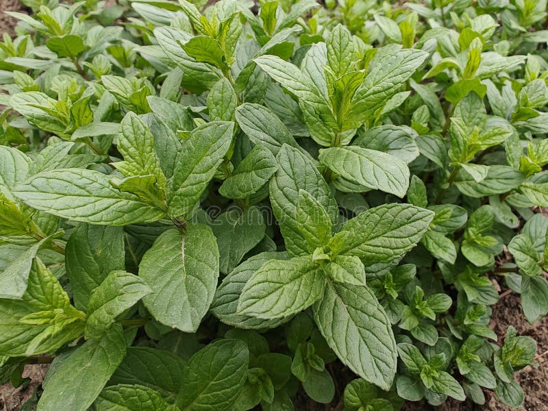 Fresh Green Mentha Spicata from the Garden. Stock Photo - Image of lawn ...