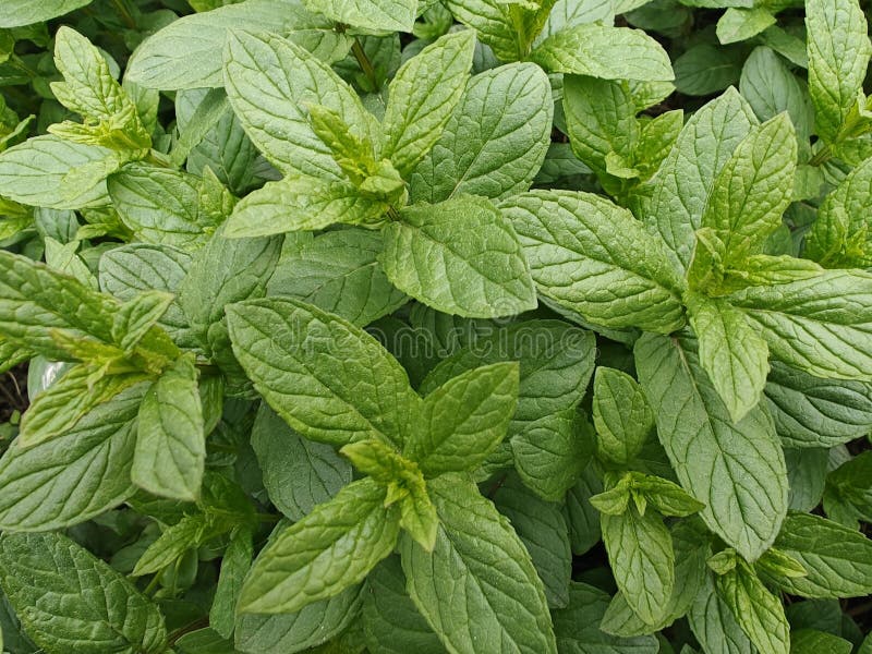 Fresh Green Mentha Spicata from the Garden. Stock Image - Image of ...