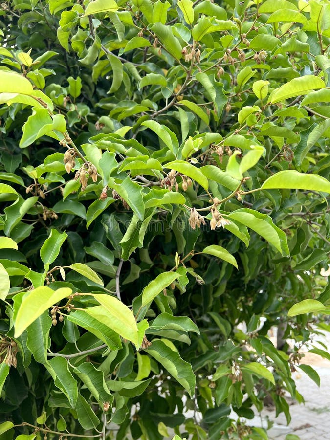 Green Mimusops Elengi Leaves of a Tree Stock Photo - Image of medlar ...