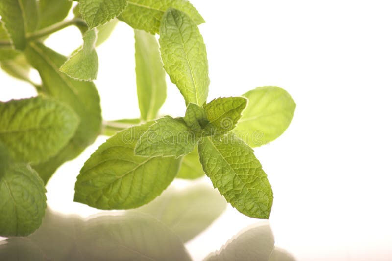 Fresh Green Mint stock image. Image of vein, plant, mint - 10959739