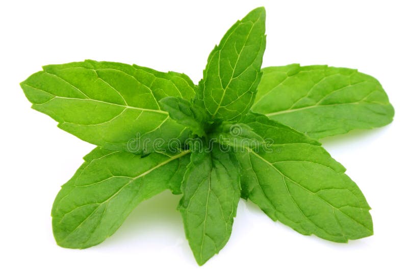 Fresh green mint stock photo. Image of julep, aromatic - 19640774