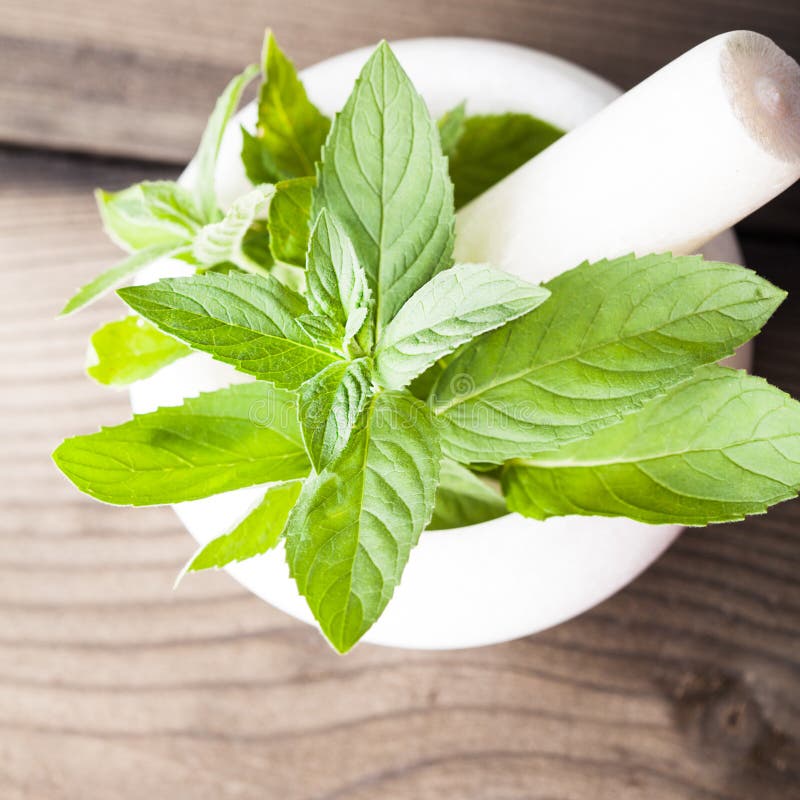 Fresh green mint stock photo. Image of mint, freshness - 27089474