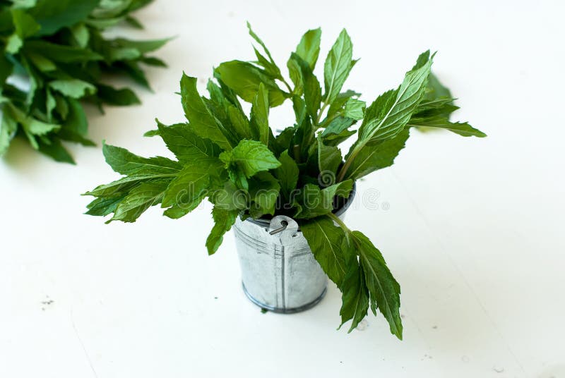 Fresh Green Mint in a Bucket Stock Photo - Image of spice, natural ...