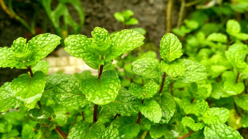 Fresh Green Mint Leaf Plants in the Morning Stock Image - Image of leaf ...