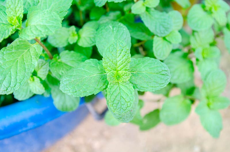 Fresh Green Mint Leave Vegetable Stock Photo - Image of background ...