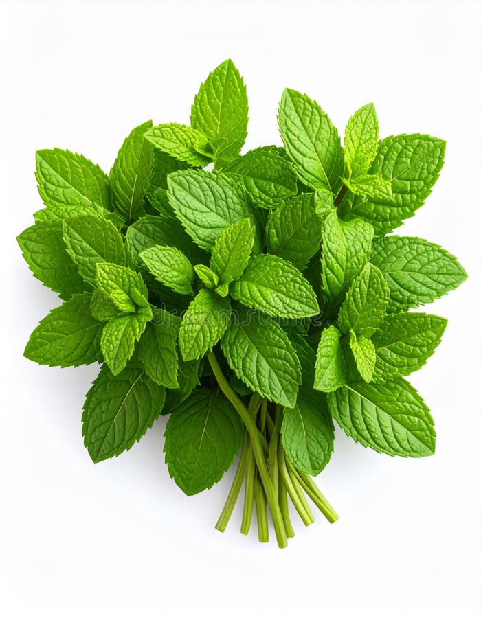 Fresh Green Mint Leaves Bundle on White Background Stock Illustration ...