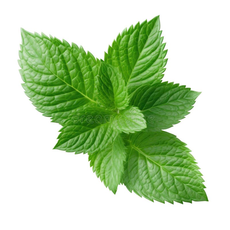 Fresh Green Mint Leaves Isolated on White. Stock Image - Image of ...