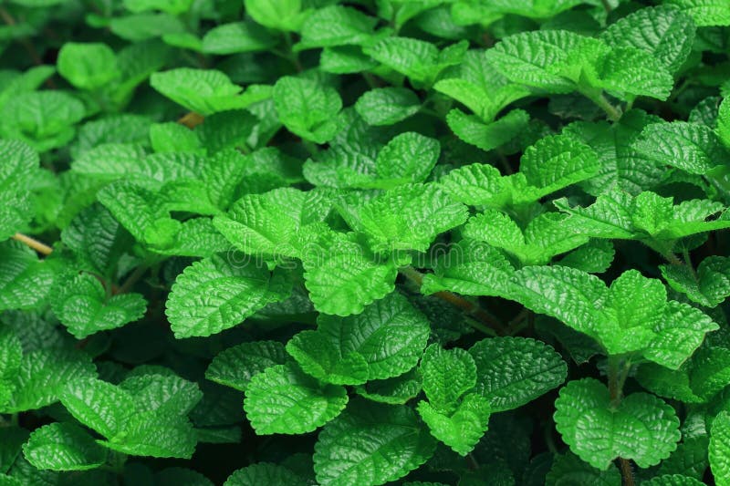 Fresh Green Mint Leaves. Nature Pattern for Background Stock Photo ...