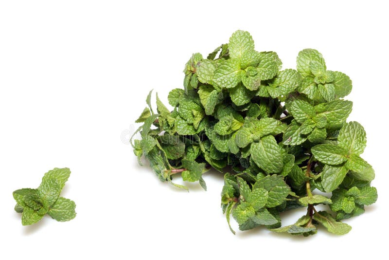 Fresh mint stock image. Image of botany, natural, healthy - 5393881