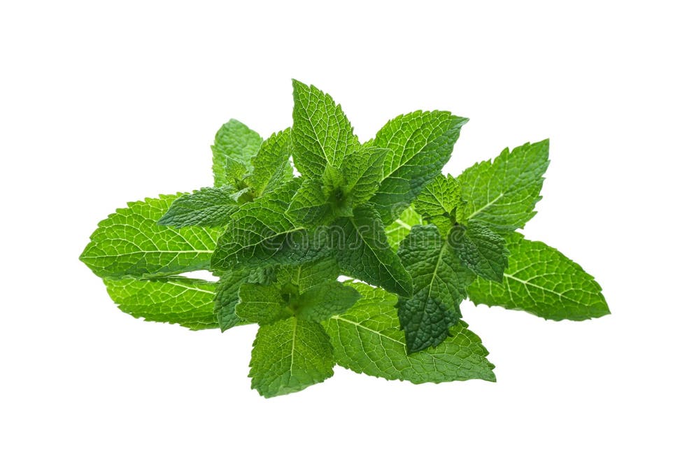 Fresh Green Mint Leaves on White Background Stock Photo - Image of ...