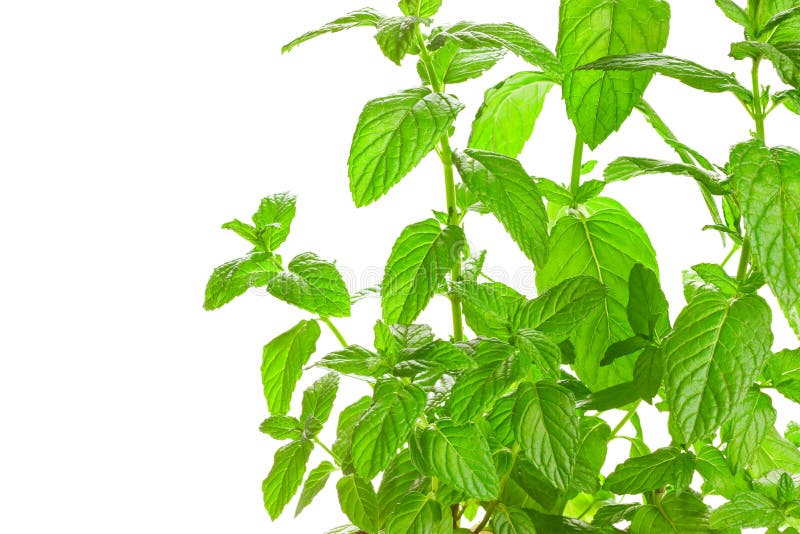 Fresh Green Zaatar (zatar, Zatr) Stock Photo - Image of color, culture ...