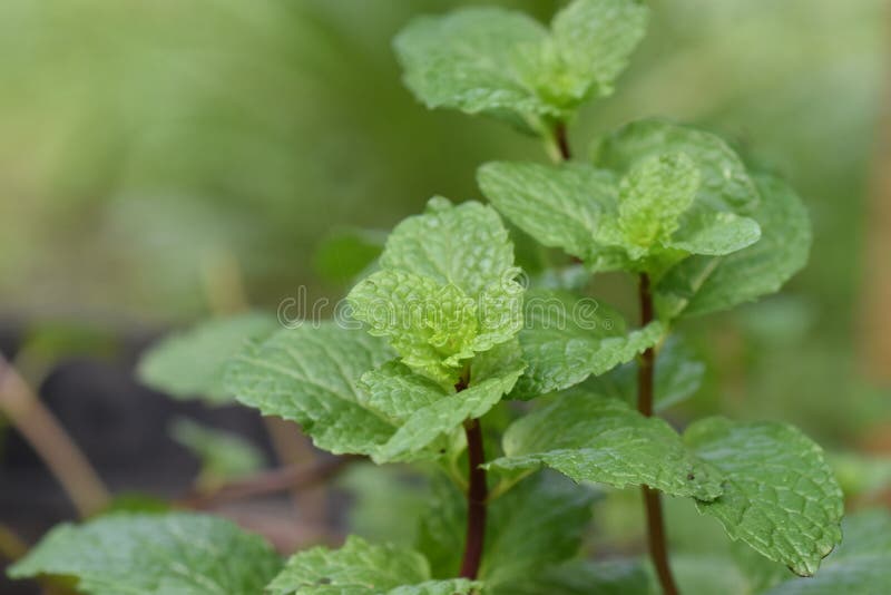 Fresh Green Mint Plant Grow Stock Photo - Image of mentha, color: 179920774