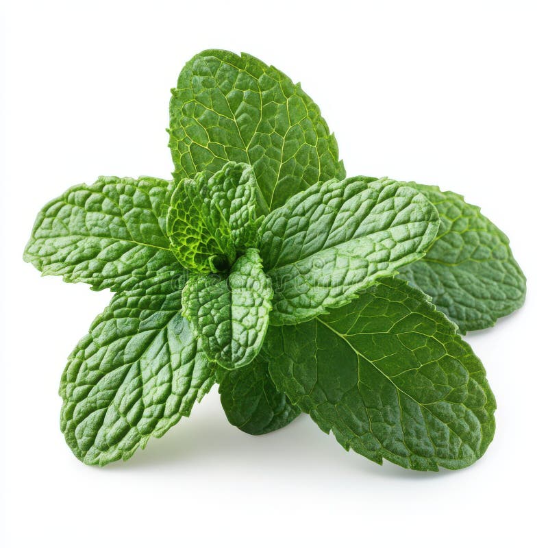 Fresh Green Mint Sprig Isolated on White Background, Isolated on White ...